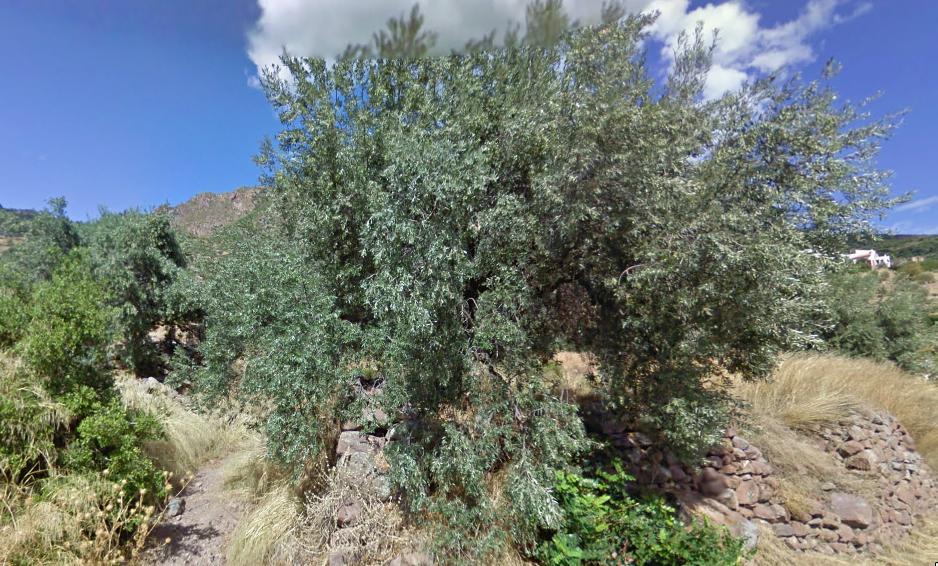 ελιες-δεντρο – troizinia.info