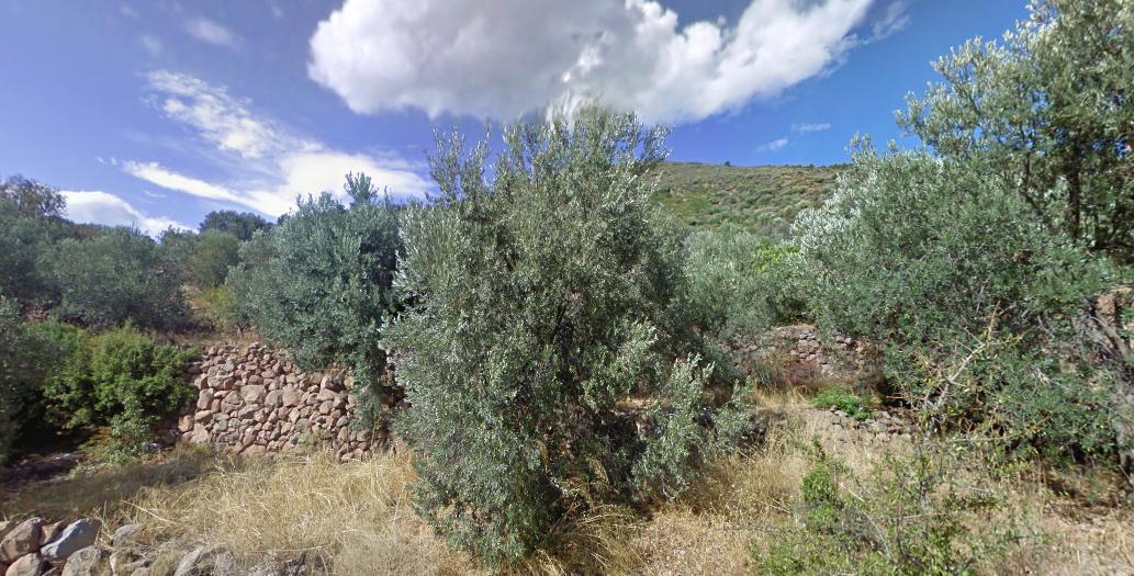 ελιες-δεντρο2 – troizinia.info